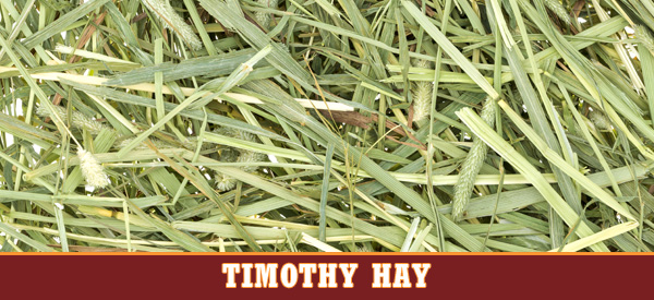 Timothy Grass Hay Stampede Premium Forage Consistently Consistent
