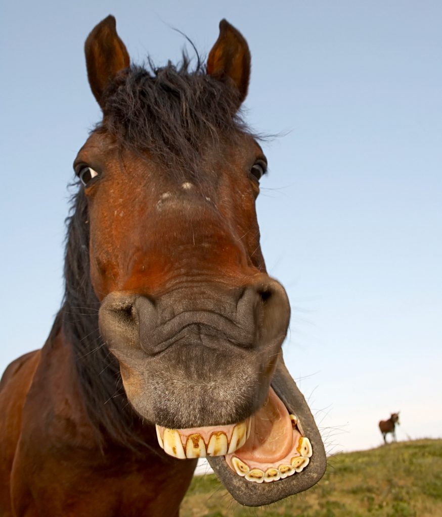 Fall Horse Checklist | Stampede Premium Forage | Consistently Consistent