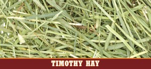 Timothy (Grass Hay) | Stampede Premium Forage | Consistently Consistent