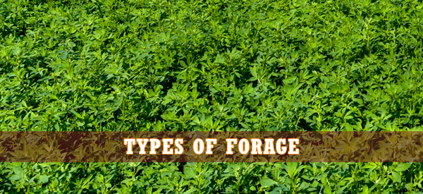 types-forage - Stampede Premium Forage | Consistently Consistent